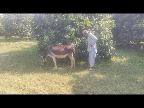 Donkey and Men's Meeting 🥵🥵 OMG #Donkey#Animal#Funny#Donkeyfunny#Trending#Viralvideo♥️♥️♥️