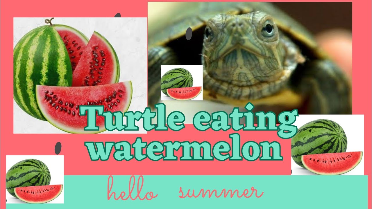 Red-Eared Slider Turtle Eating Watermelon for the First Time #viral # ...