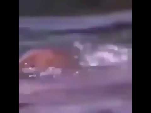 Whatsapp ucun qemli video