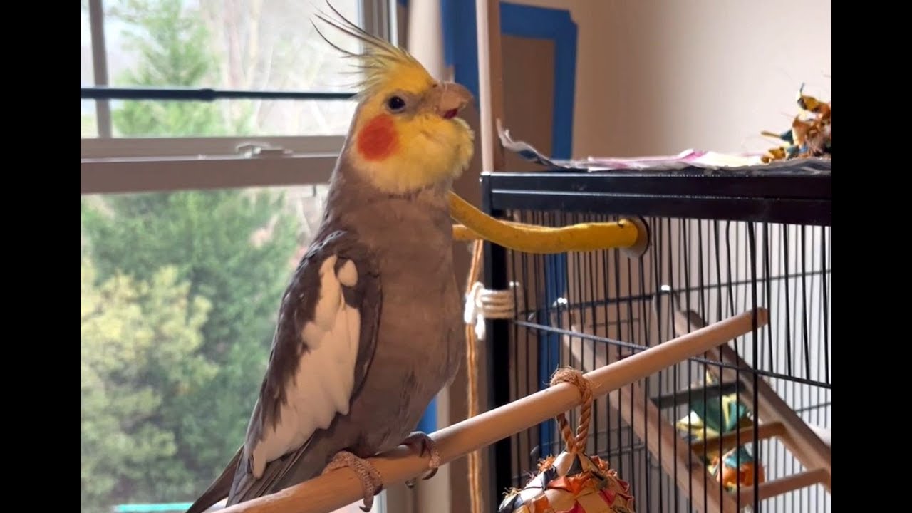 Cockatiel boys Biscuit and Cupcake ep. 20 - Biscuit lip singing Memory ...