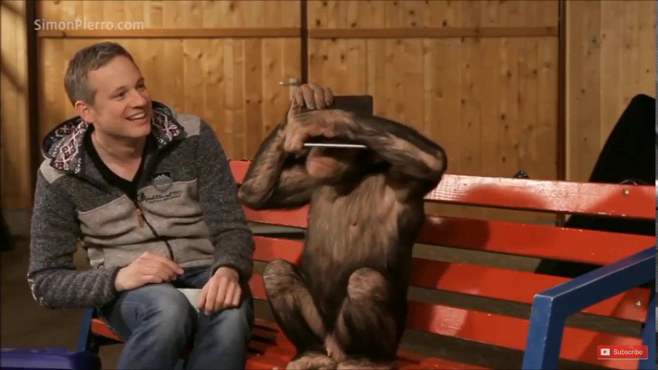 Monkey playing a horn - YouTube