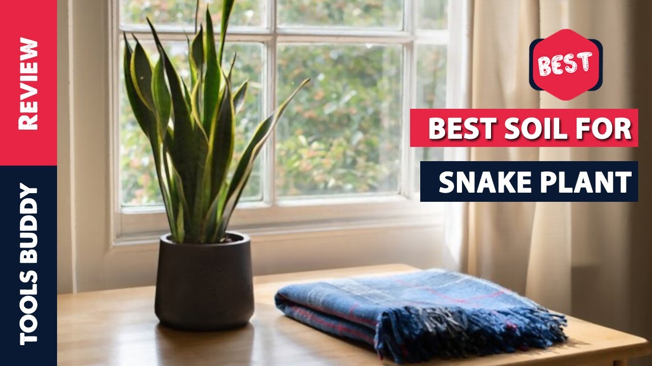 Top 5 Best Soil for Snake Plant - YouTube