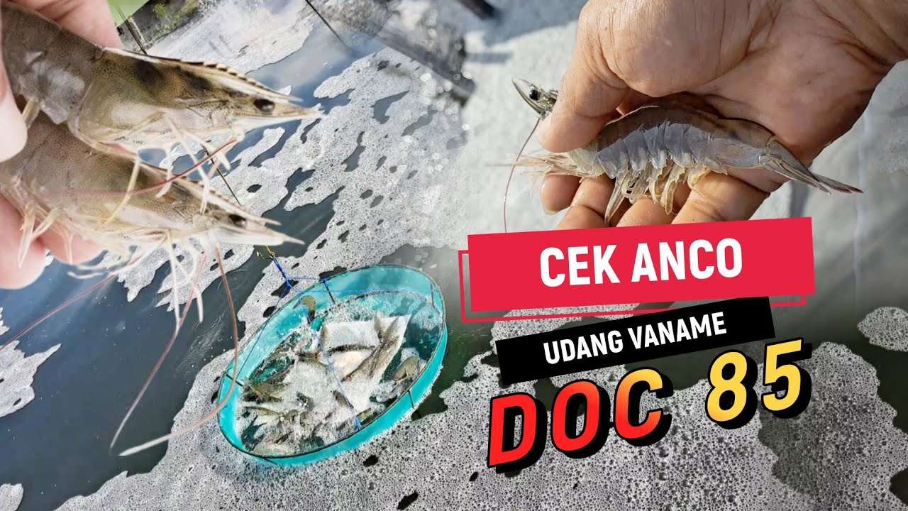 Budidaya Udang Vaname Cek Anco DOC 85 ( Kunnungi Kolam Udang Vaname ...