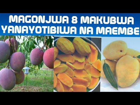 MAGONJWA NANE(8) MAKUBWA YANAYOTIBIWA NA MAEMBE HAYA HAPA/MAEMBE NI ...