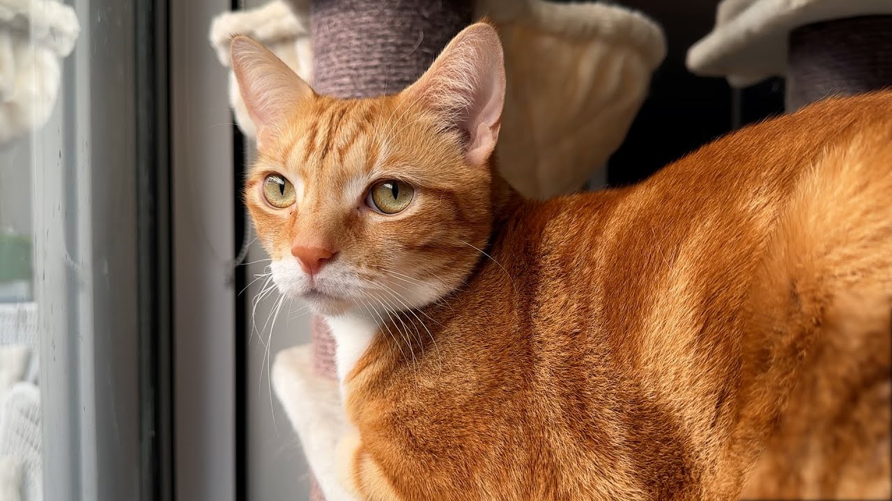 Ekekeke! Cat hears birds outside 😺 - YouTube