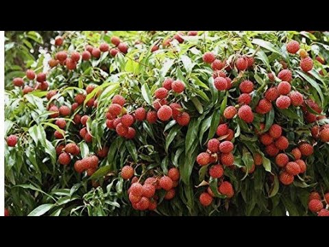 lichi 🍓🍑 fruit lichi 🎄🌴 summer season 🎄🌴🏞️🌄 lichi very testy and sweets ...