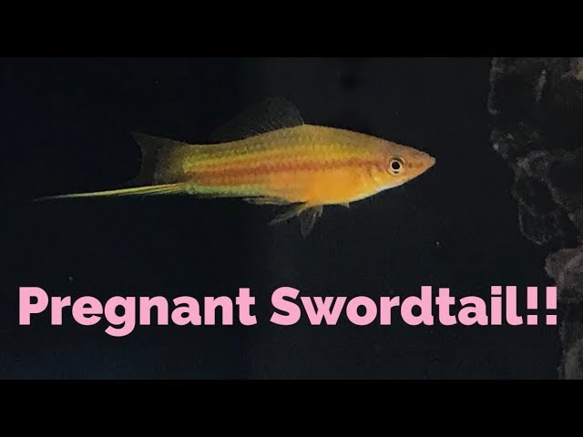 Baby Swordtail Fish