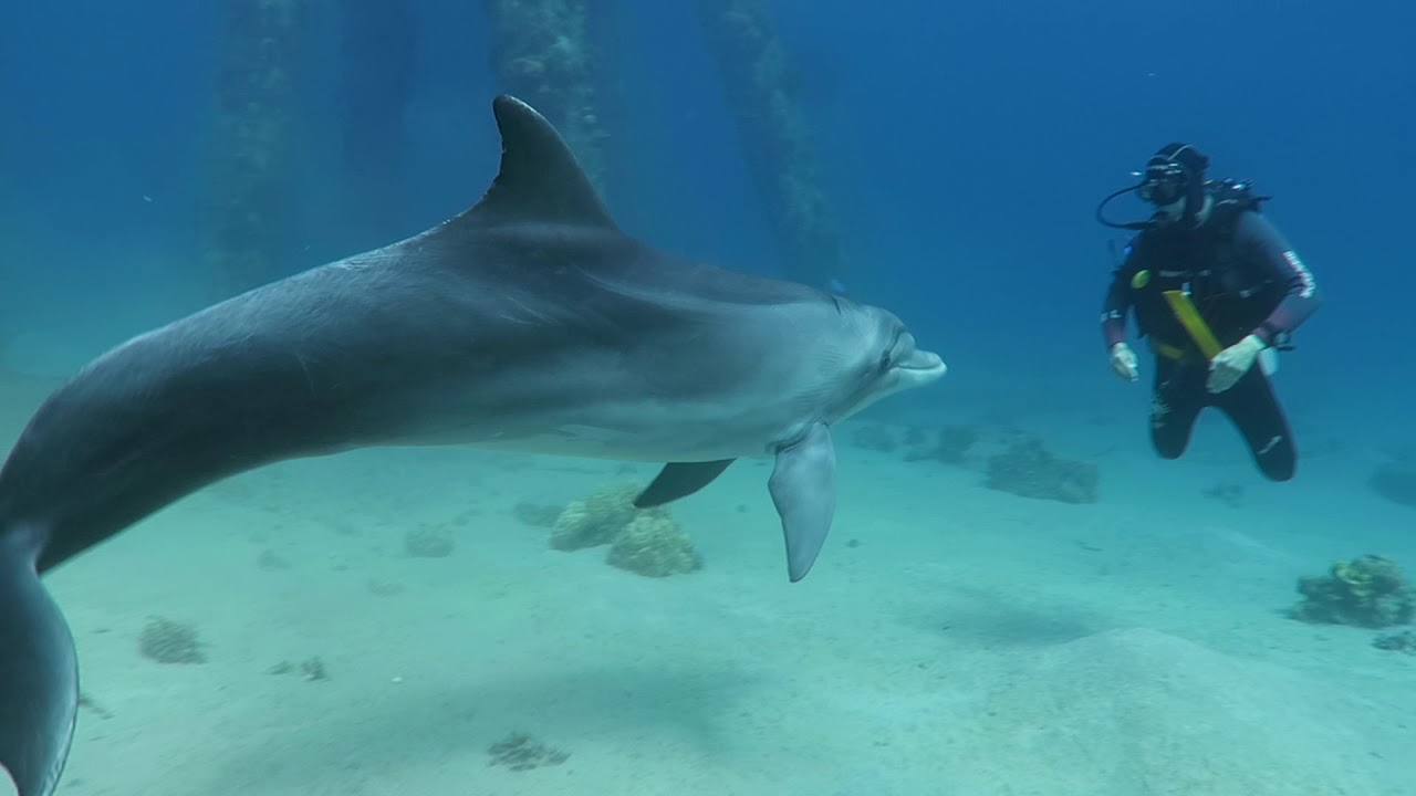Dolphins encounter friendly humans: Sally and Simon - YouTube