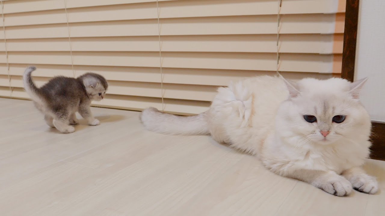 The lively kitten who never sleeps finally chooses her daddy cat as a ...