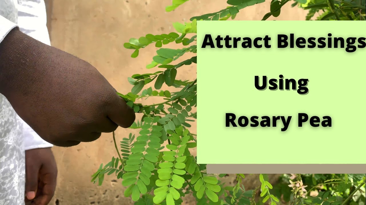 How to attract blessings, love using the Rosary pea leaves - YouTube
