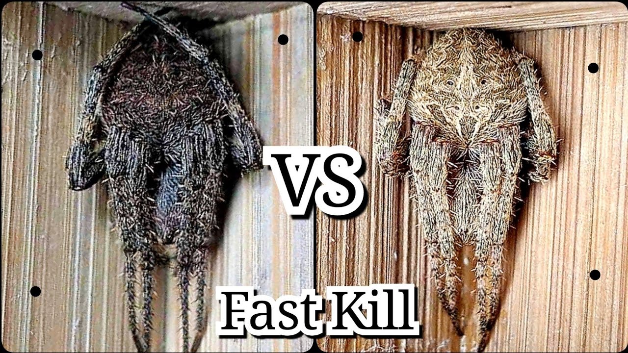 Fast Kill - Gagamba Fight | Spider Fight - YouTube