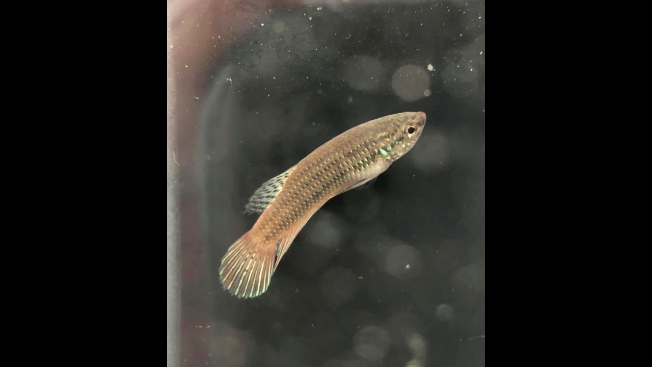 Betta Stiktos From Cambodia - YouTube