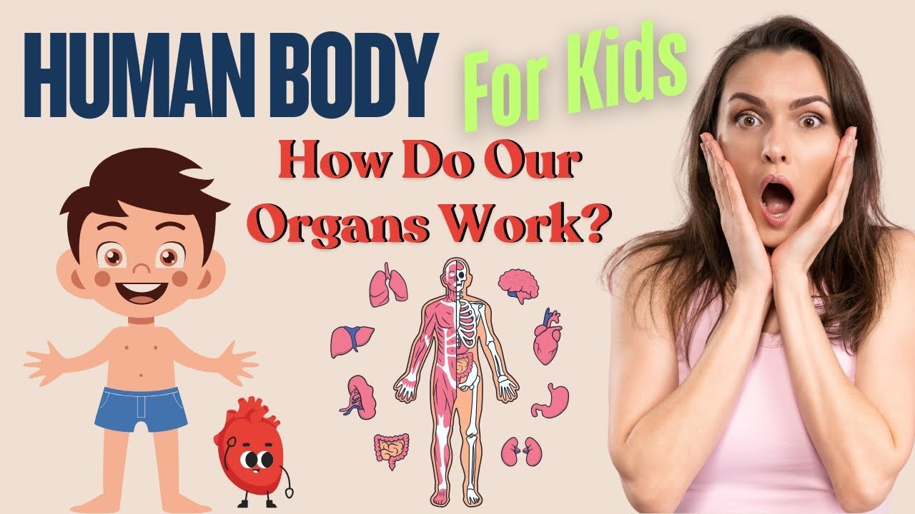 How the Human Body Works for Kids | Fun Learning About Organs & Their ...