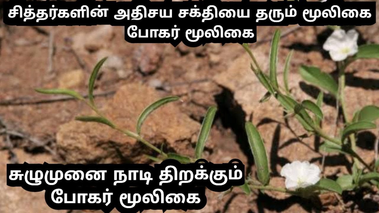 #herbs சுழுமுனை நாடியும் சிறப்பாக தொழிற்பட தொடங்கும் போகர் மூலிகை# ...