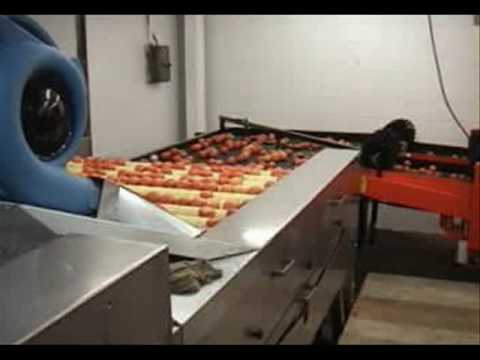 "Perfect" tomato grading and packing line - YouTube