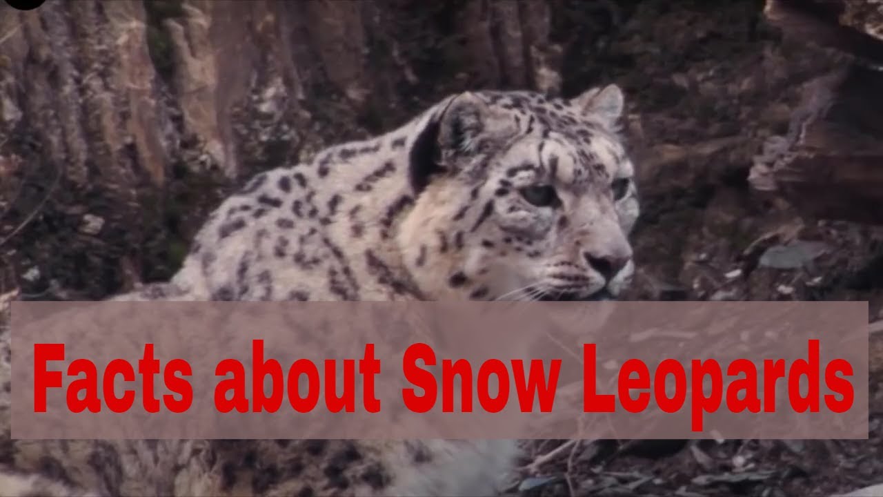 Facts about Snow Leopards - YouTube