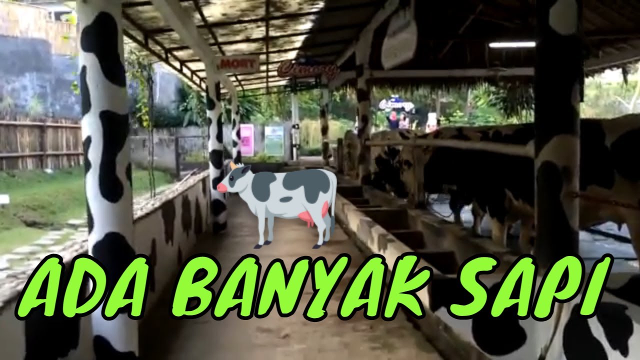 Cimory Farm Semarang Lihat Peternakan SAPI - YouTube