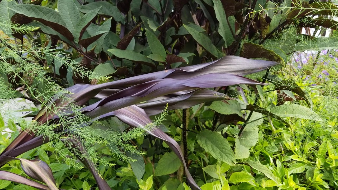 Black Ti Plant - YouTube