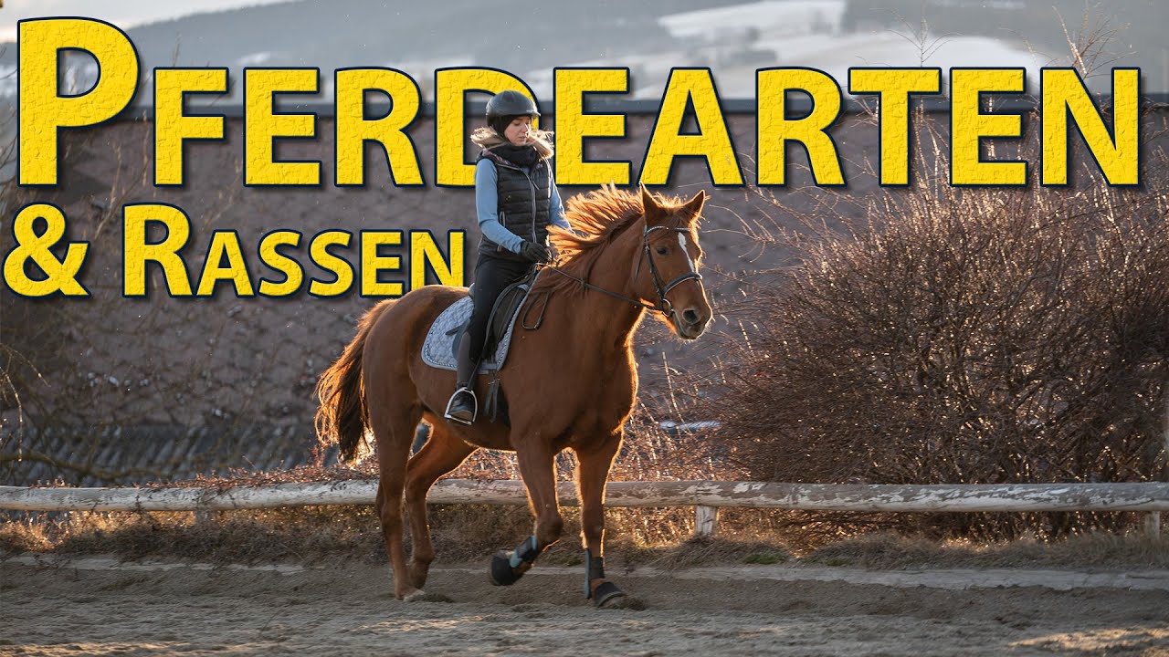 Pferdearten und Rassen (Warmblut, Kaltblut, Pony, ...) | Unterschiede ...