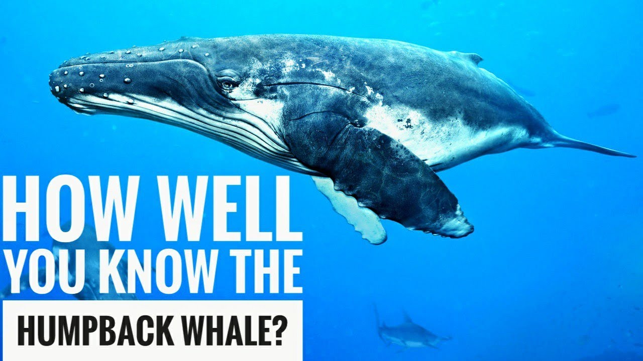 Humpback Whale || Description, Characteristics and Facts! - YouTube