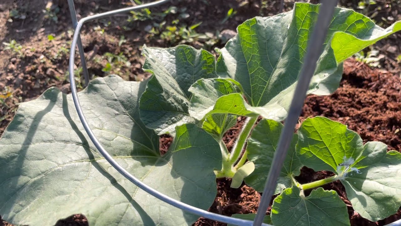 Miracle Country Place Garden May 28,2024 - YouTube