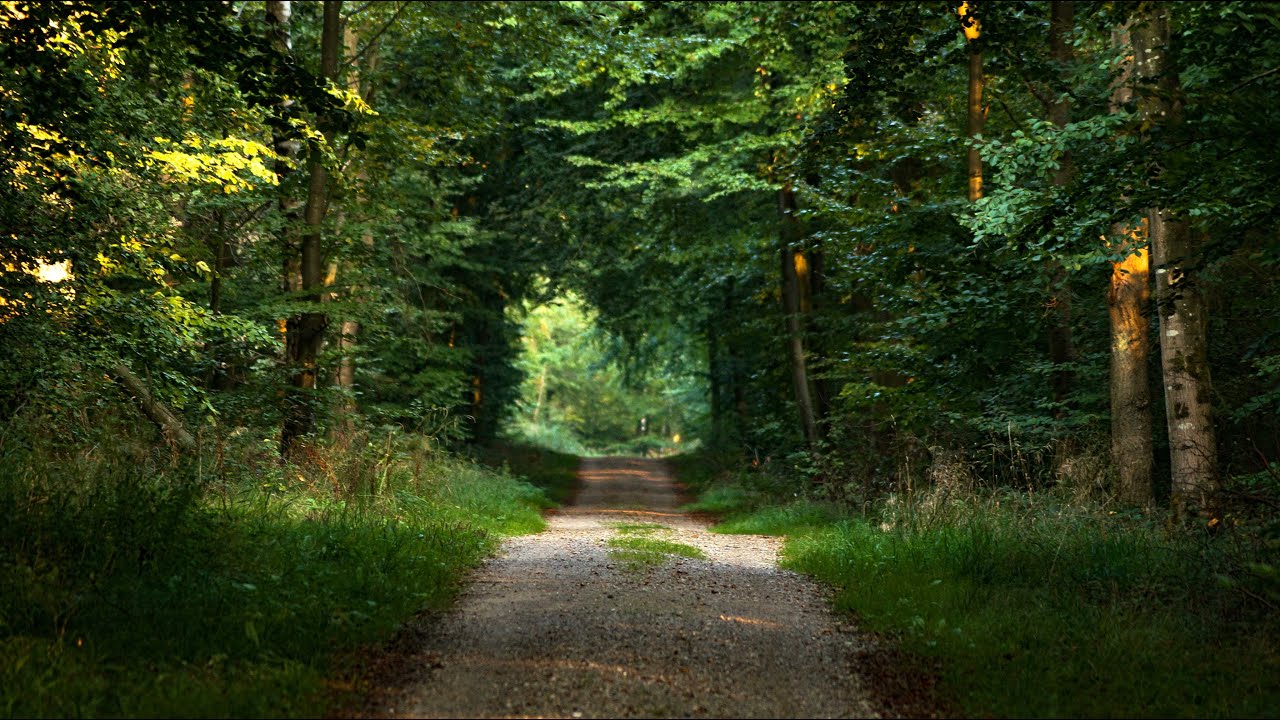 Lent 2021 - Nature Walk Prayer - YouTube