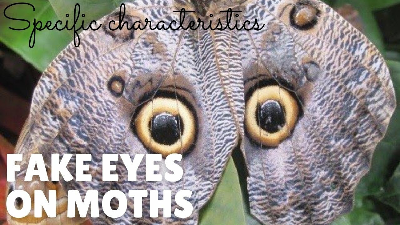 Fake Eyes on Moths | Science Year 5 - YouTube