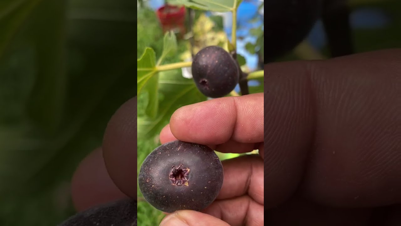 Tasting Nero 600M Fig. - YouTube