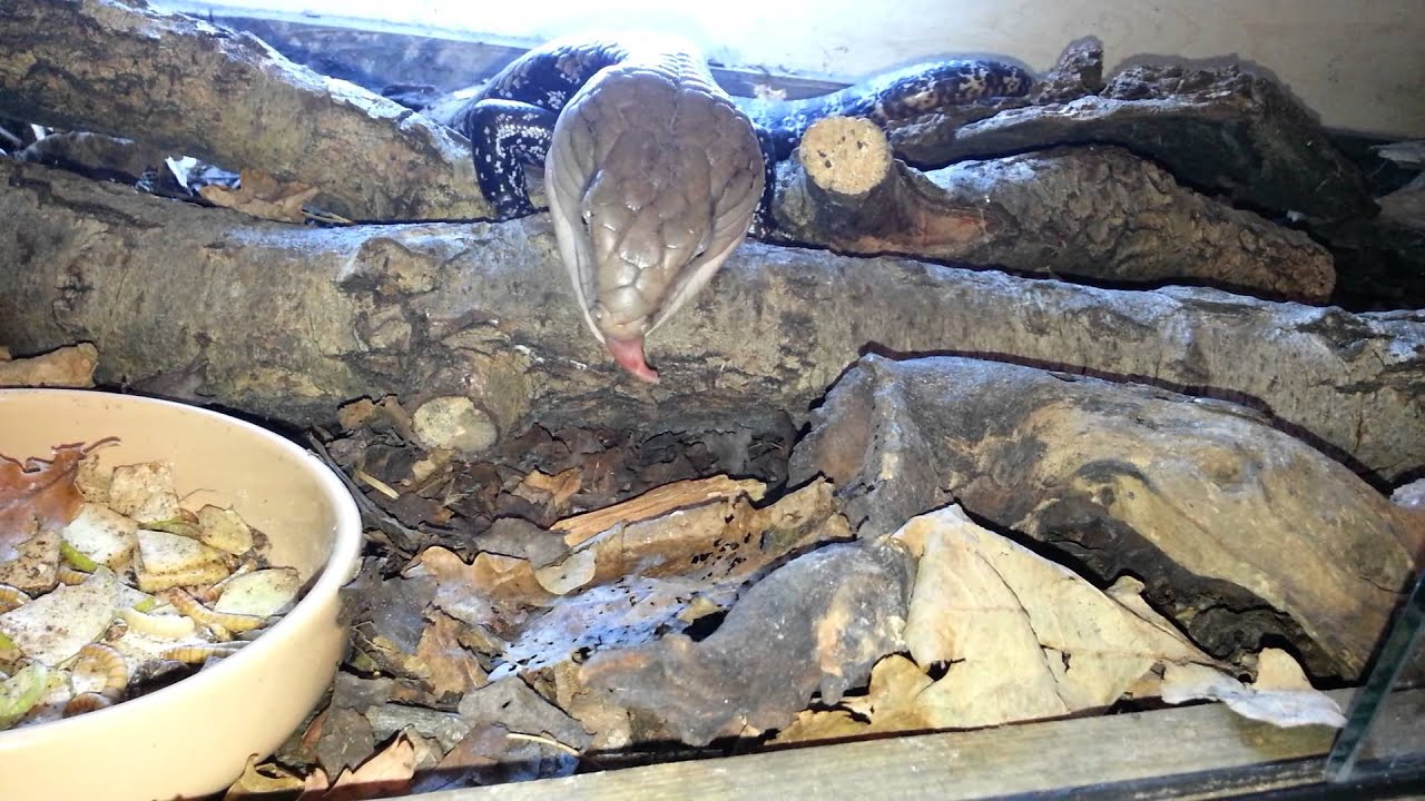 Blue tongue skink eating pinky mice - YouTube