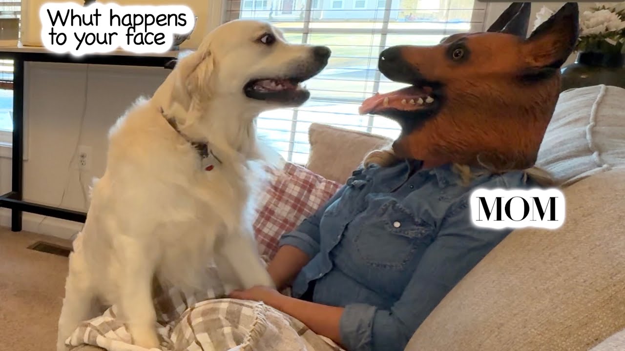 Surprising Dogs With Creepy Mask | Funny Dog Reactions - YouTube