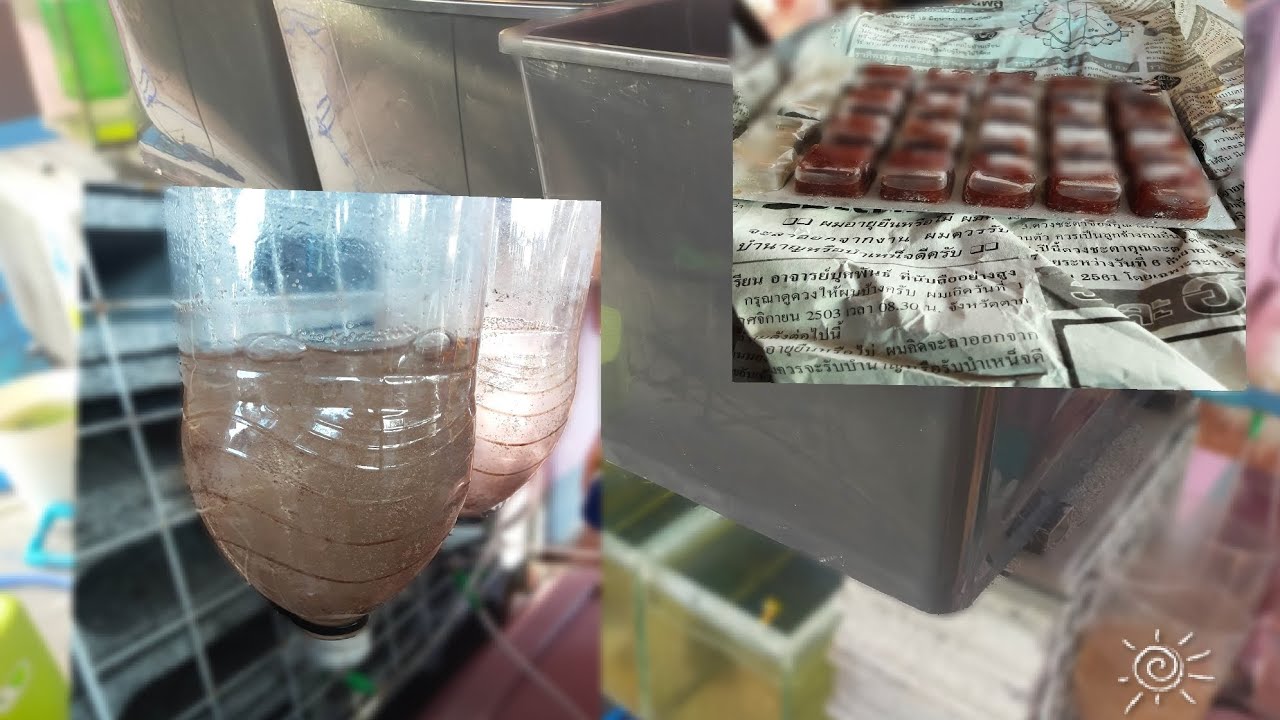 SIDE YARD GUPPY UPDATE Part 3! Feeding my guppies with? #fish #guppy # ...