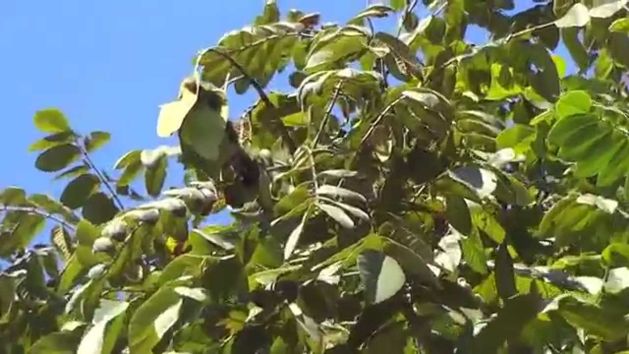 Araribá, Centrolobium tomentosum - YouTube