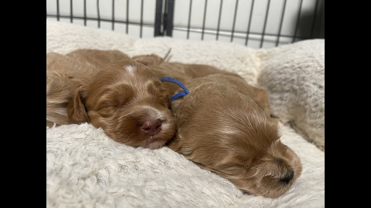 Doodle Fitness | Developing Puppy Muscles | Celebration Ep 4 - YouTube