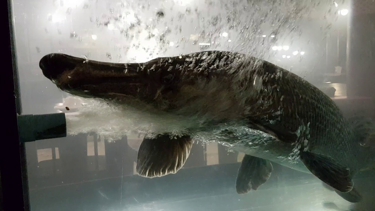 Alligator Gar Fish Tank - YouTube
