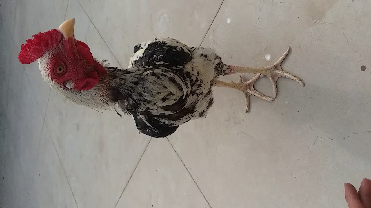 Pure pakistan Aseel java - YouTube