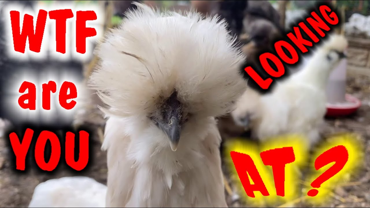 Cute Bantam Chicks - YouTube