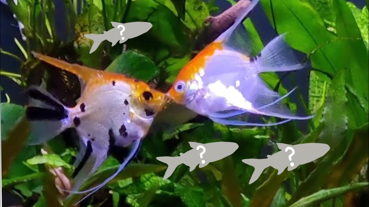 10 BEST TANKMATES for ANGELFISH - YouTube