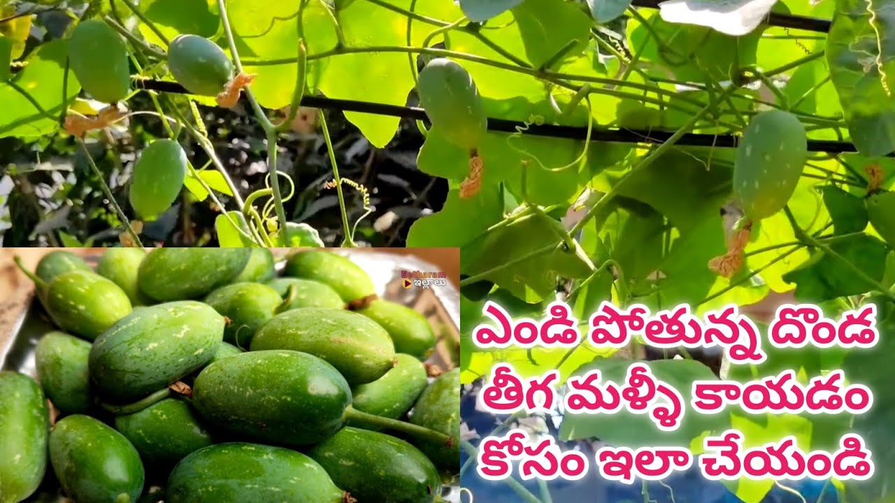 donda teega ela penchali | ivy gourd plant care | dondakaya padu ...