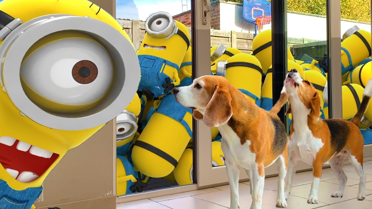 Best Video: Minions Animation In Real Life. - YouTube