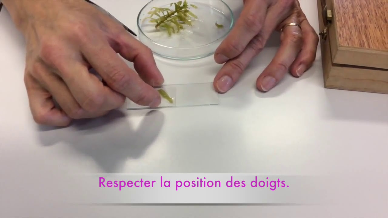 Réaliser une préparation microscope. - YouTube