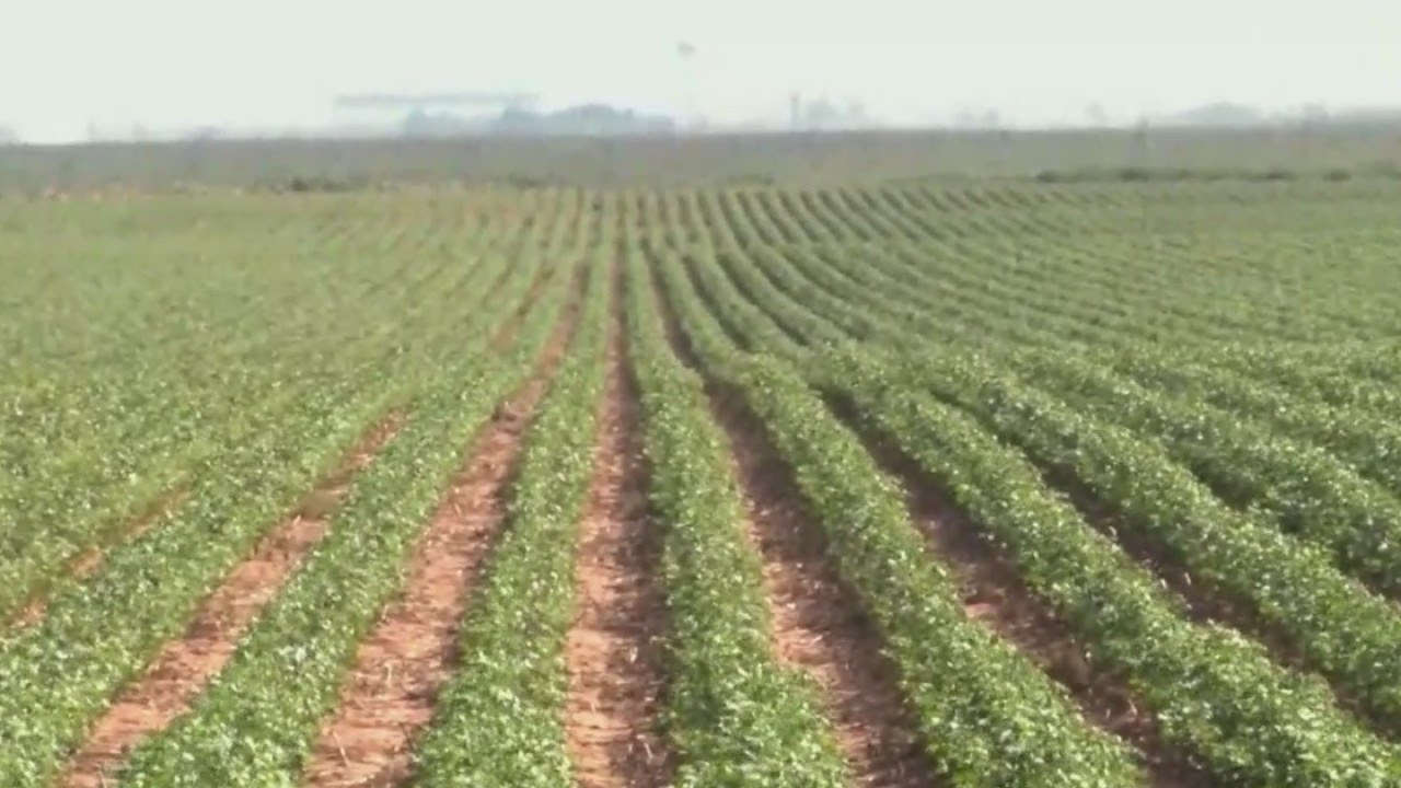 West Texas farmers await new hemp production rules before jumping into ...