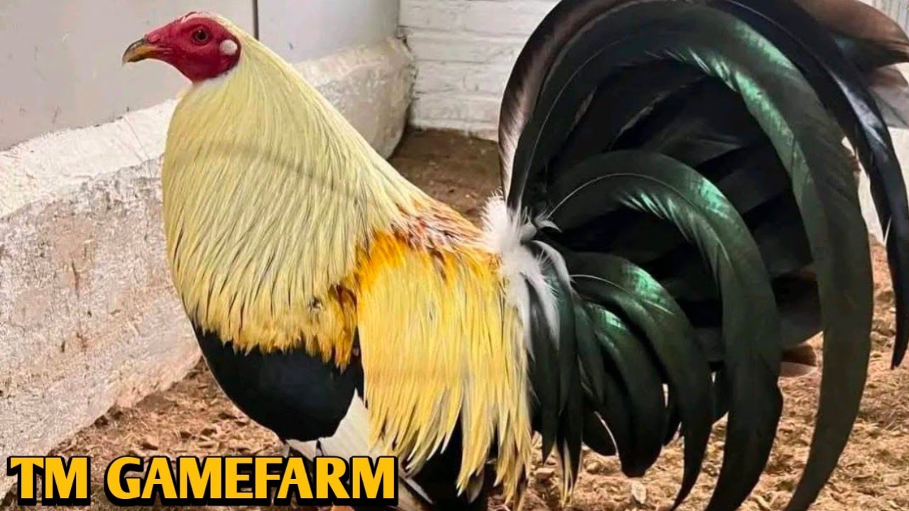 Grey Spangled hatch Kelso - TM FARM - YouTube