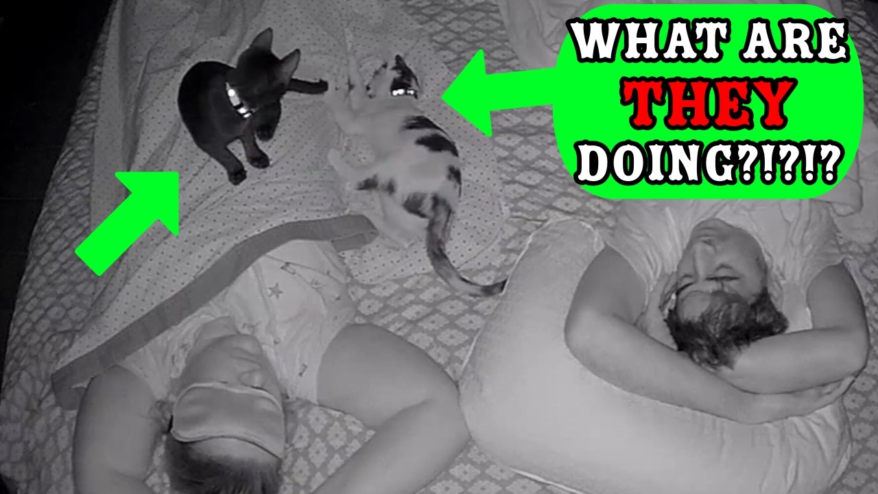 Secret Cat Cam Reveals What Kittens Do While We Sleep! This Explains ...