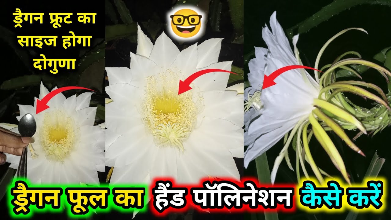 How to hand pollinate the dragon fruit flower 🤓 - YouTube