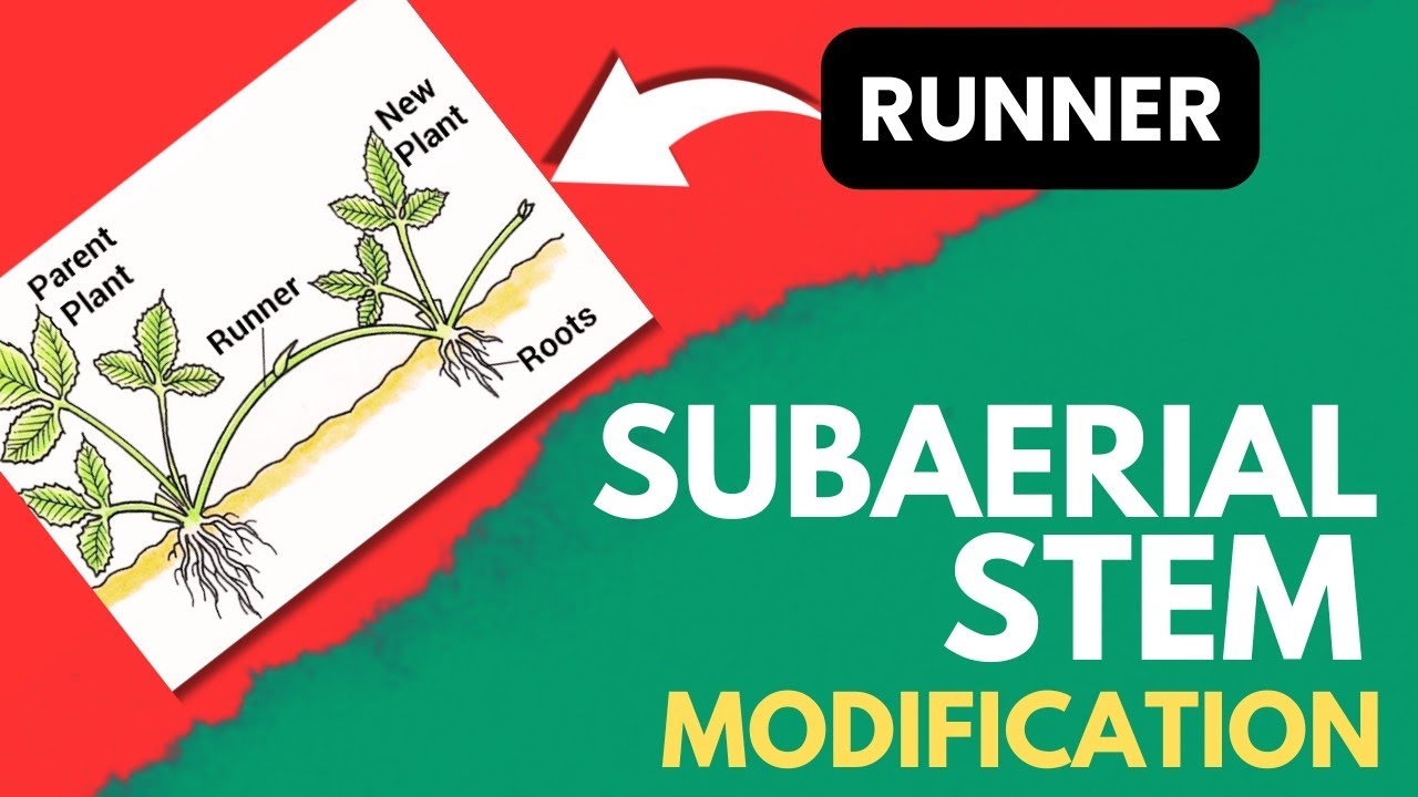 Subaerial Modification of Stem | Morphology of flowering plants class ...