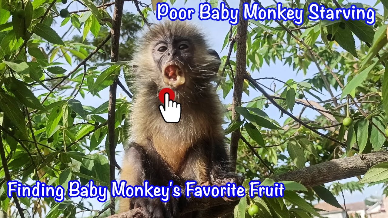 Finding Poor Baby Monkey Starving in The Forest || Menemukan Bayi ...