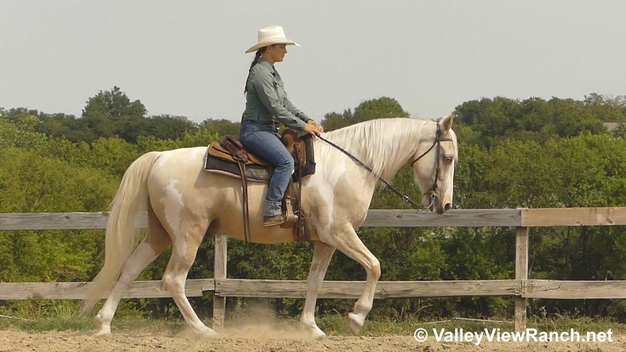 Sure Gold Chance - mount, walk, gait! - ValleyViewRanch.net - YouTube