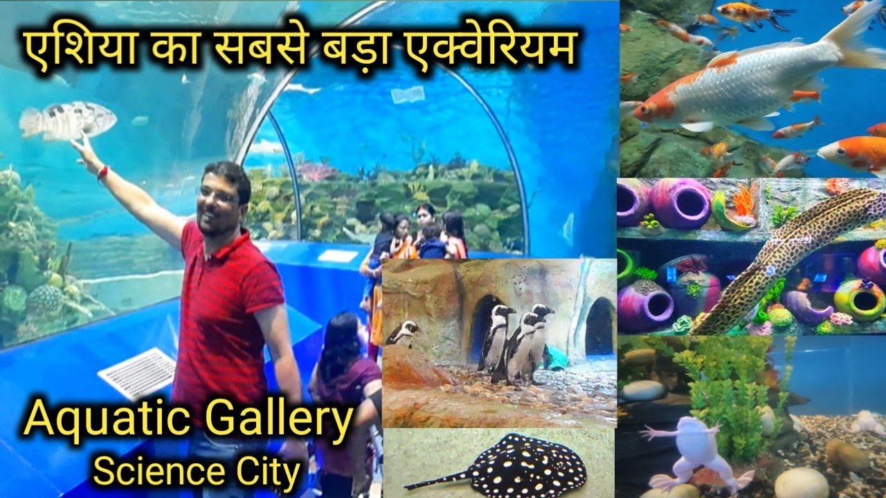 India’s Largest Aquatic Gallery | Aquatic Gallery • Science City ...