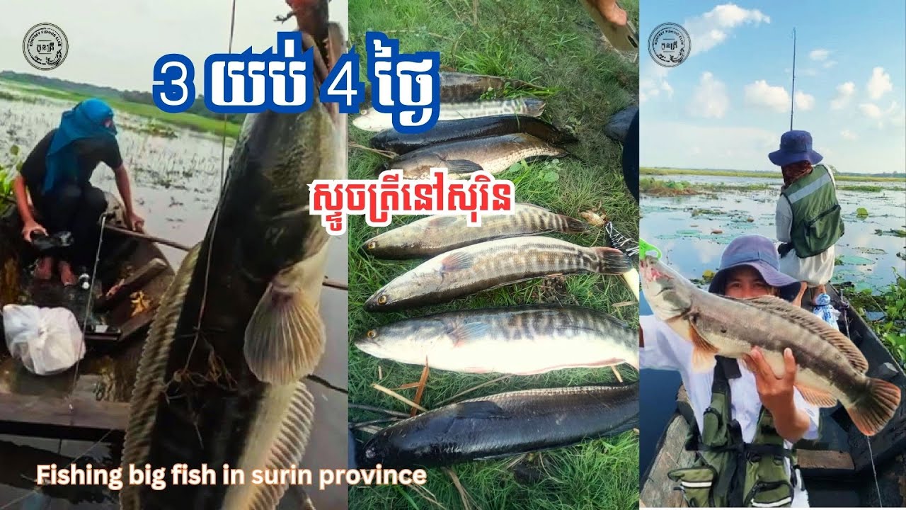 ទៅលេងនៅសុរិនបានមួយៗមិនតូចទេ | Surin big fishing - YouTube