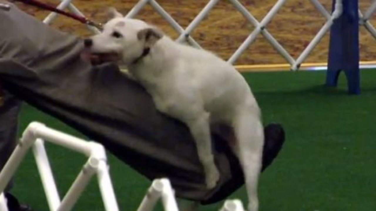 happy Hump day U DIRTY DOGS! - YouTube